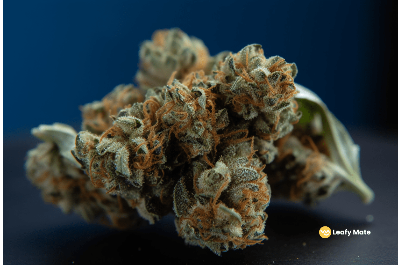 Unveiling the Potent and Legendary Acapulco Gold Weed Strain | Leafy Mate