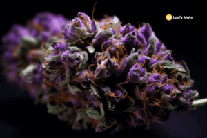 The 5 Best Strains Of Purple Weed | Leafy Mate