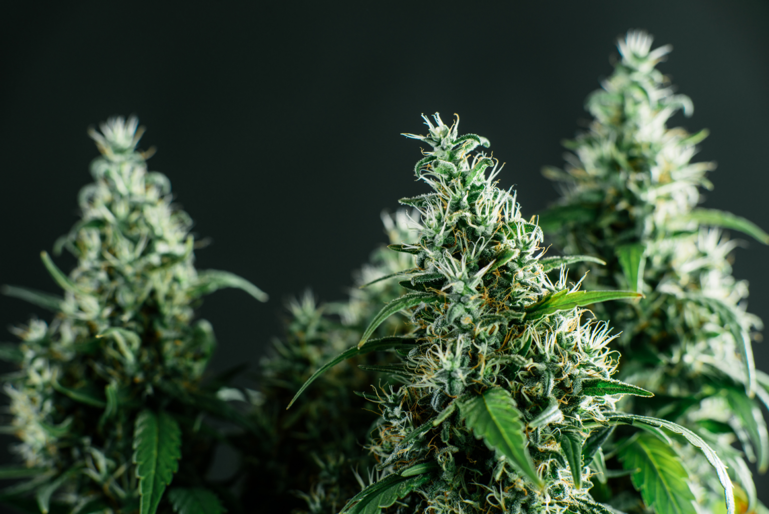 Growing Cannabis Articles and Guides | Leafy Mate