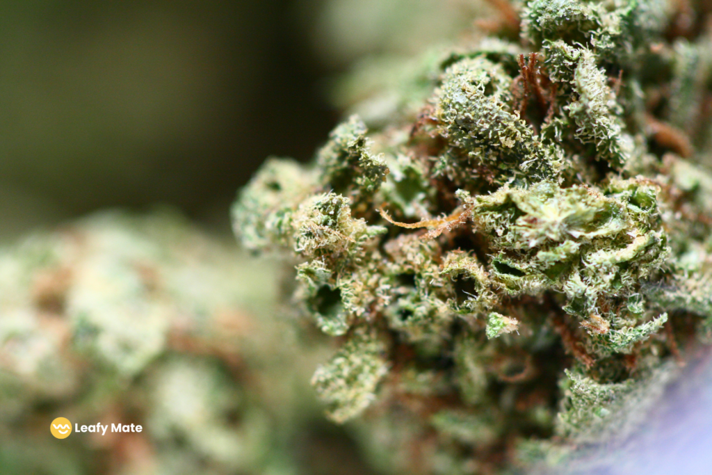 The Top 10 Cannabis Strains for Stress: Find Your Perfect Match | Leafy Mate