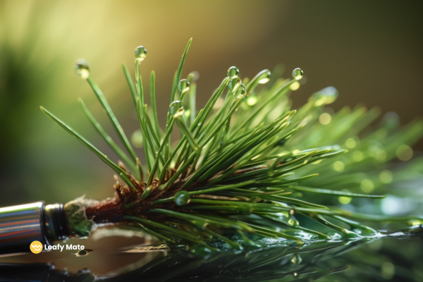 Unveiling the Secrets of Pinene: Experience Nature's Aromatic Terpene ...