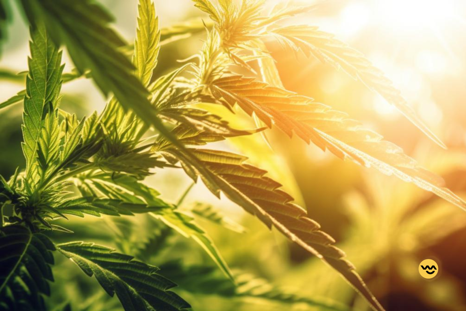 Relieve Pain with the Perfect Marijuana Strains: Discover the Benefits!